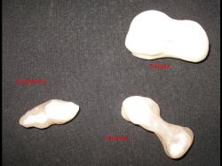 asteroid models kleopatra 2c castalia 2c geographos 【 STLFinder