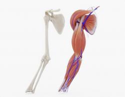 ARM MUSCLES BONES LIGAMENTS 3D Models | Page 1 | STLFinder
