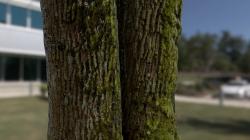 leaf scan 3d models | Page 1 | STLFinder