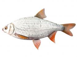 common roach 3D Models | Page 1 | STLFinder