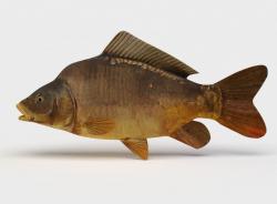 Fish Mirror Carp 3D Models | Page 1 | STLFinder