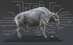 ecorche model | Page 1 | STLFinder
