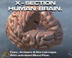 human brain cross section 3D Models | Page 1 | STLFinder
