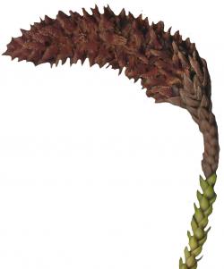 pine texture 3D Models | Page 1 | STLFinder