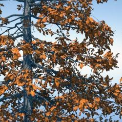 free oak trees 3D Models | Page 1 | STLFinder