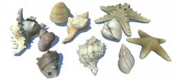 3 seashells bathroom 3D Models | Page 1 | STLFinder