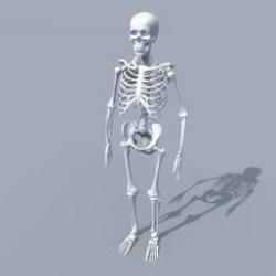 3d skeleton model free download | Page 1 | STLFinder