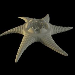 starfish 3d model free | Page 1 | STLFinder