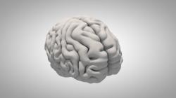 free brain 3d model | Page 1 | STLFinder