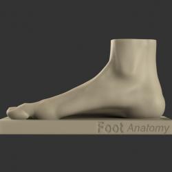 foot reference 3D Models | Page 1 | STLFinder