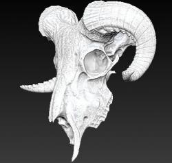 Ram skull 3D print model | Page 1 | STLFinder