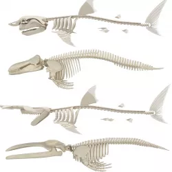 2 Whales and 2 Sharks Skeletons 3D Model Collection - Free 3D Model ...