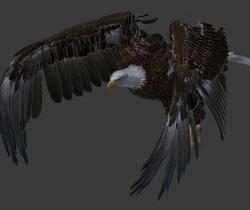 3d bald eagle projects 【 STLFinder