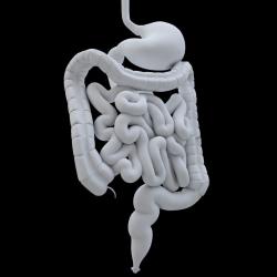 digestive system model labeled 【 STLFinder