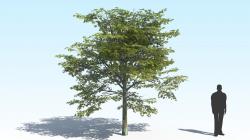 tree acer 01 3d models 【 STLFinder