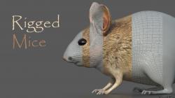 mouse rat skull 3d printed model | Page 1 | STLFinder