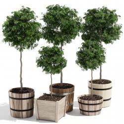 acacia 3d model | Page 1 | STLFinder