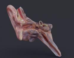 cross section of the ear 3D Models | Page 1 | STLFinder