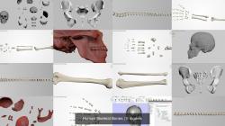 skeletal body parts bones print 3D Models | Page 1 | STLFinder