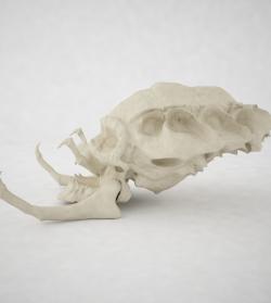 3d predator skull | Page 1 | STLFinder