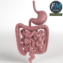 Digestive Intestinal Tract Anatomy 3D Models | Page 1 | STLFinder