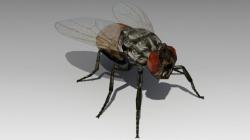fly animated 3D Models | Page 1 | STLFinder