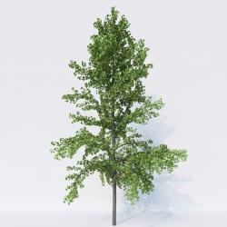 architectural trees 3D Models | Page 1 | STLFinder