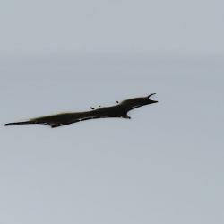 batman weapon 3d models | Page 1 | STLFinder