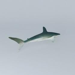 shark free 3d model | Page 1 | STLFinder