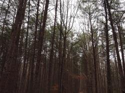 nature references 3D Models | Page 1 | STLFinder