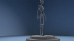 3d skeleton model free download 【 STLFinder