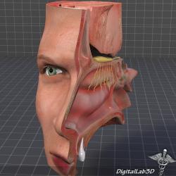 nose anatomy 3d model | Page 1 | STLFinder