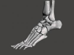 Bones In The Human Foot And Ankle 3d Models Page 1 Stlfinder