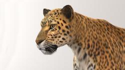 leopard fur 3d models | Page 1 | STLFinder