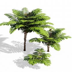 australian tree fern 3d models 【 STLFinder