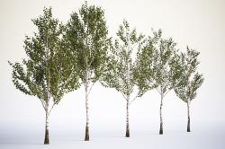 new models of deciduous trees | Page 1 | STLFinder