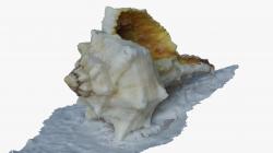 shell scan 3d models | Page 1 | STLFinder