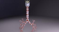 trachea model | Page 1 | STLFinder