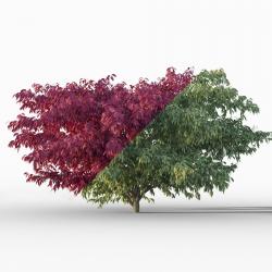 dwarf snowball bush compactum 3D Models | Page 1 | STLFinder