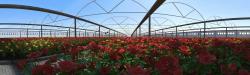rose garden 3d model | Page 1 | STLFinder