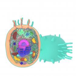 cell model animation 【 STLFinder