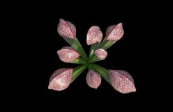 lobster pot plant 3D Models | Page 1 | STLFinder