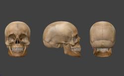 human skull with texture 3d models | Page 1 | STLFinder