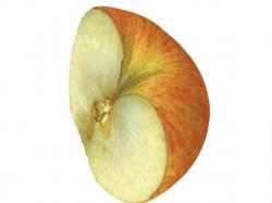 the apple 3 half 3d models | Page 1 | STLFinder