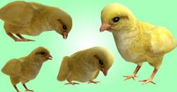 Lowpoly chick 3D Models | Page 1 | STLFinder