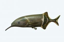 pointy nose fish 3d models 【 STLFinder