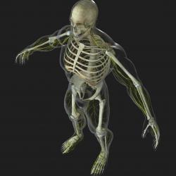 central nervous system 3d model | Page 1 | STLFinder