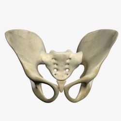 human pelvis 3d models | Page 1 | STLFinder