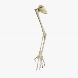 skeleton arm 3d models | Page 1 | STLFinder