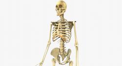 full human skeleton 3d model | Page 1 | STLFinder